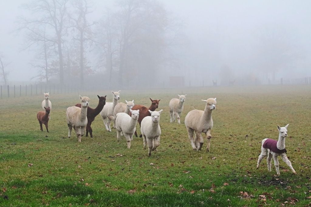 Familie Lohmann hat sich auf die Zucht und das Vlies der Alpaka ...