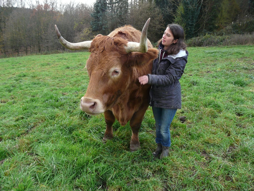 20-Jährige befreit Rinder aus schlechter Haltung