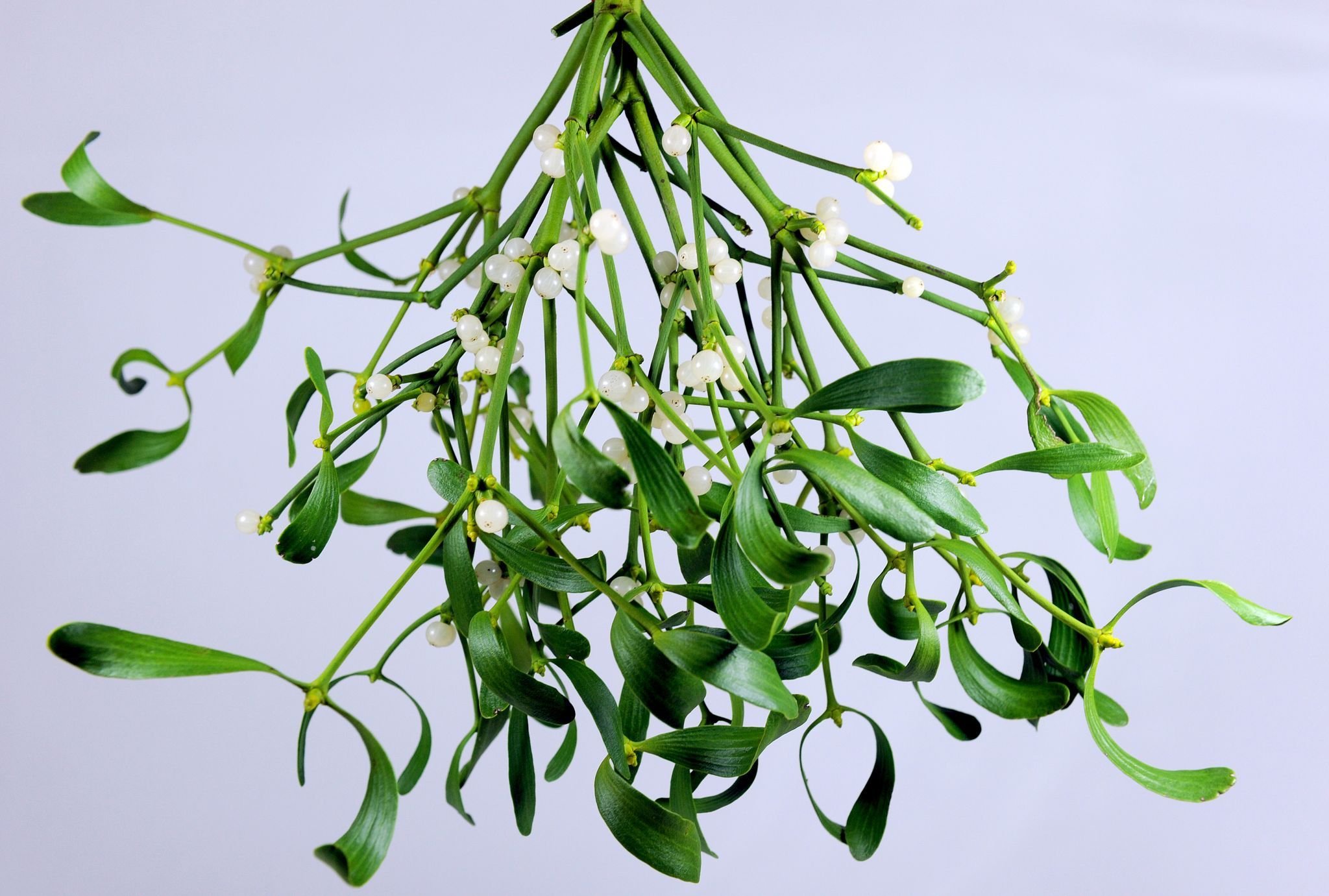 Kein Verbot: Bäume mit Mistelzweig hart zurückschneiden