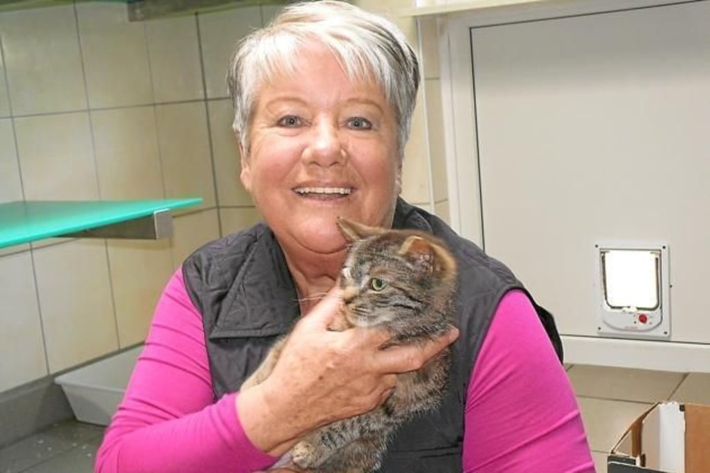 Katzen-Invasion im Tierheim