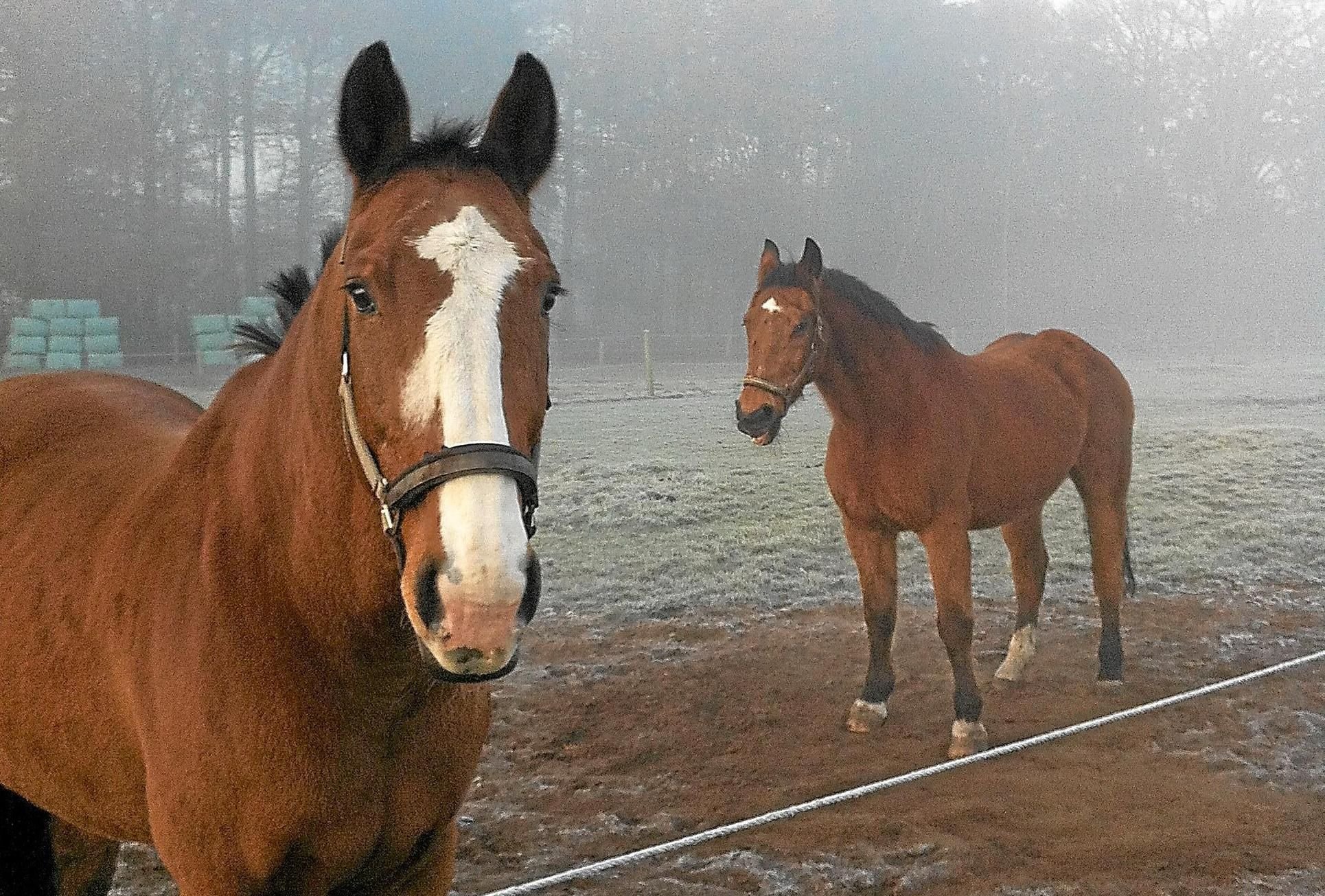 Treibjagd: Pferde fliehen aus ihrer Wiese