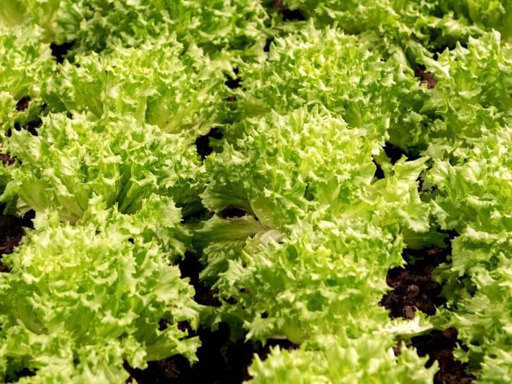 Endivien sind knackig und vitaminreich