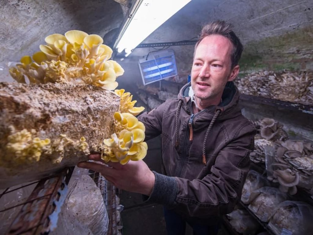 Corona-Krise: Was passiert mit der Edelpilz-Ernte?