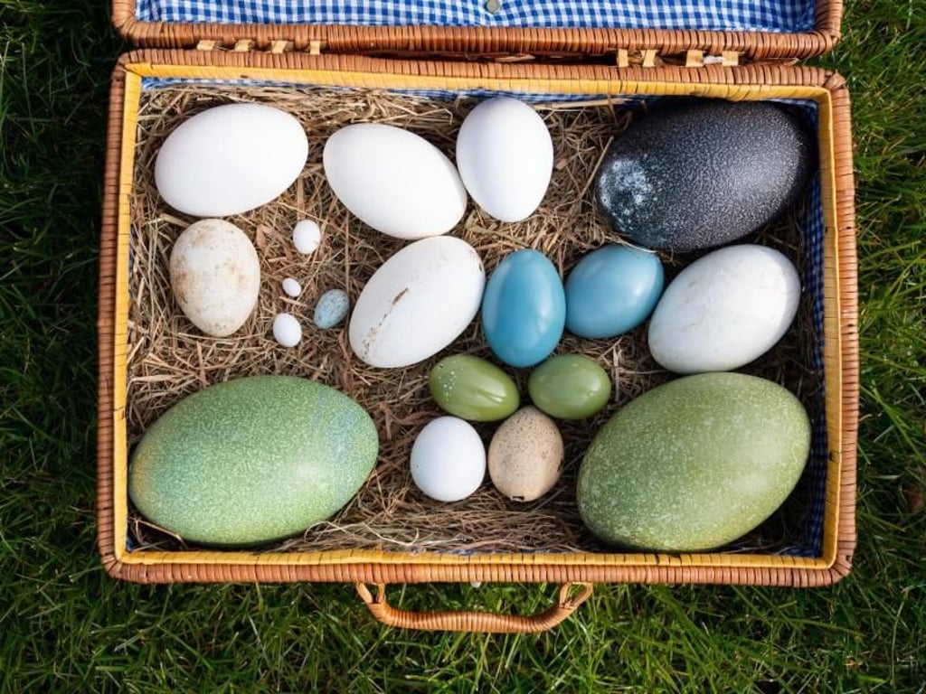 Vogeleier als Wunder der Natur