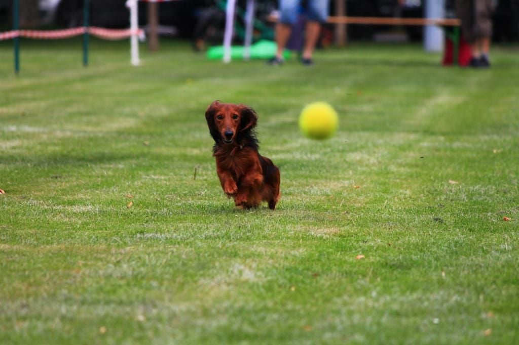 Dackelrennen in Derental