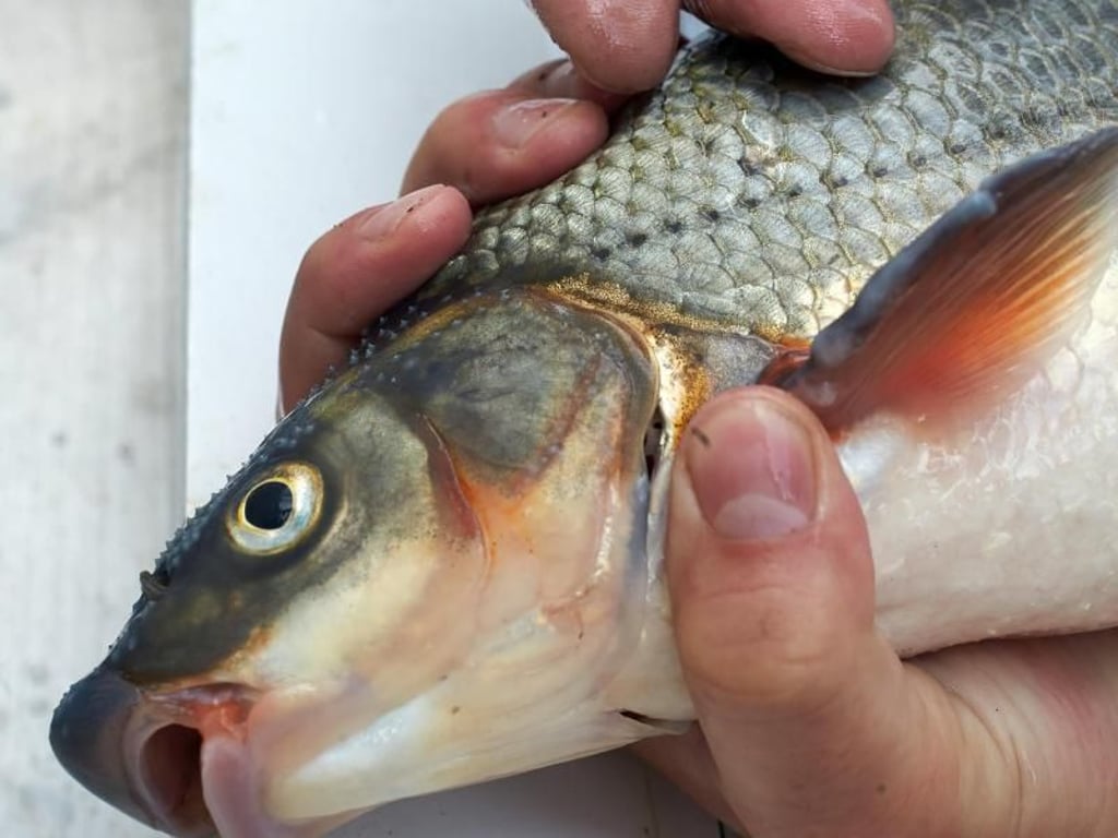 Die Nase ist Fisch des Jahres 2020