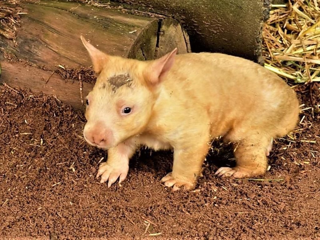 Goldenes Wombat-Mädchen neuer Star in australischem Park