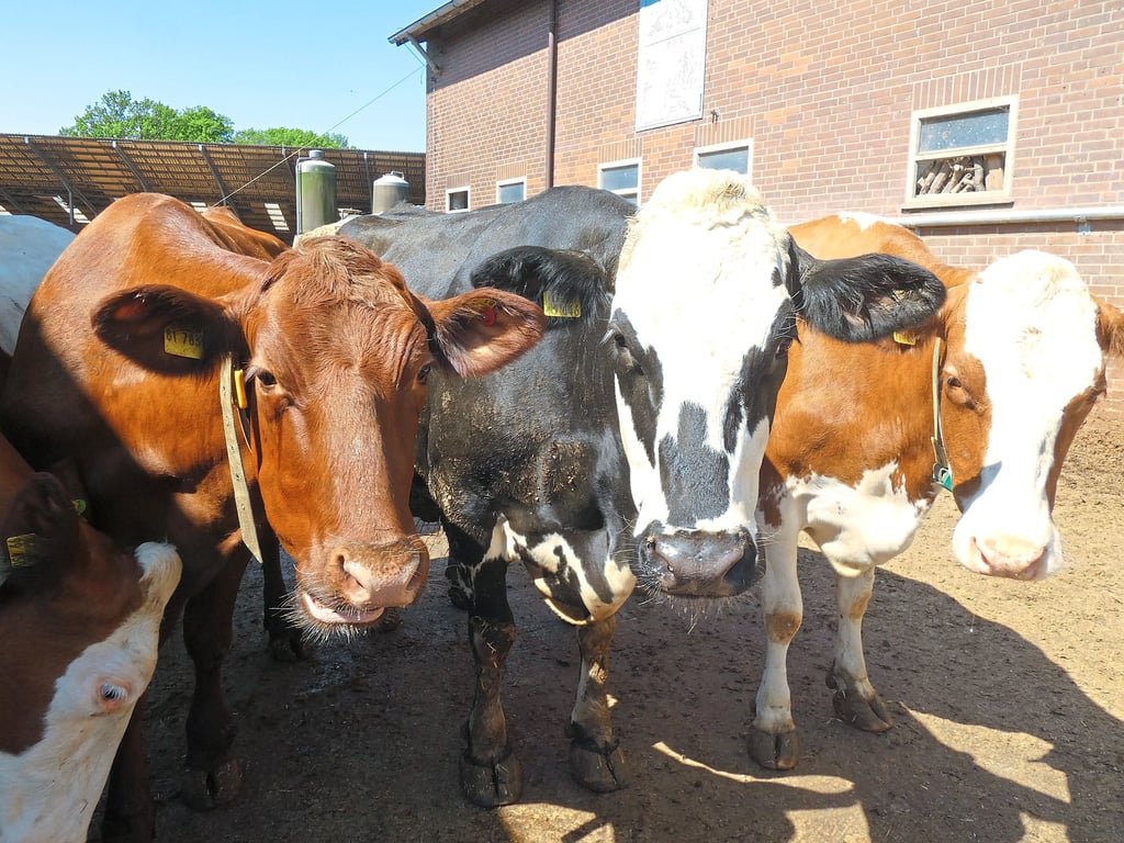 Kühe begrüßen „ihre“ Kunden