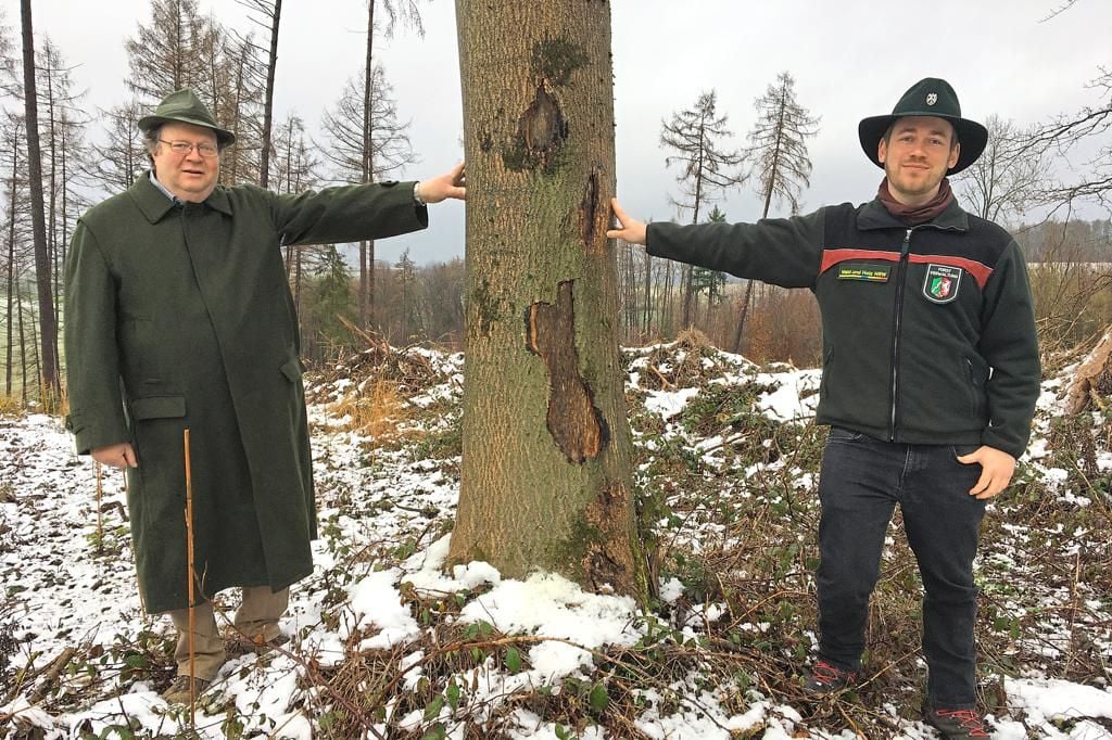 Generationenwechsel im Wald