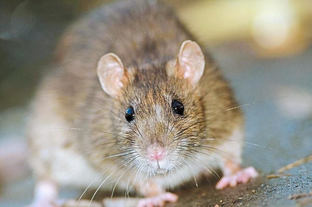 Kampf gegen Ratten in Kinderhaus läuft