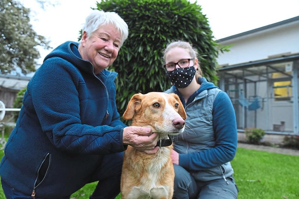 „Internet-Hunde“ bereiten Sorgen