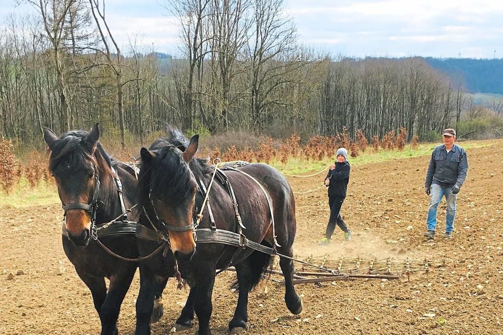 Aus Bio-Getreide wird Brot und Bier