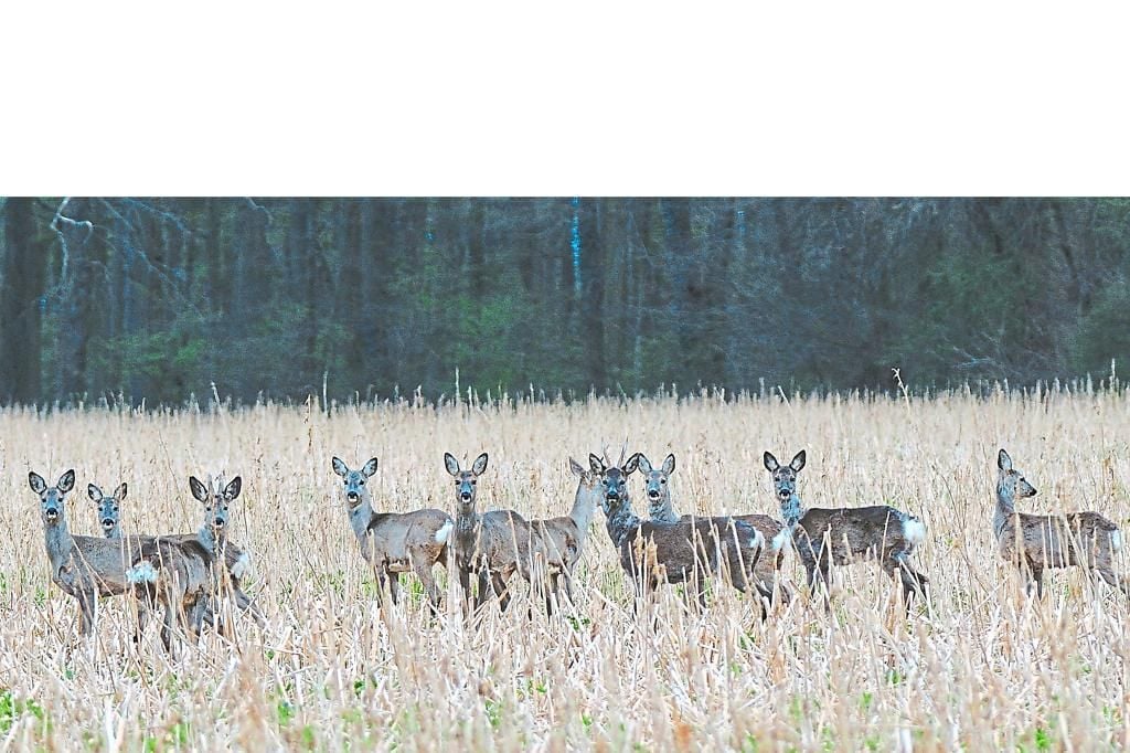Rehe lassen sich wieder in großen Rudeln blicken