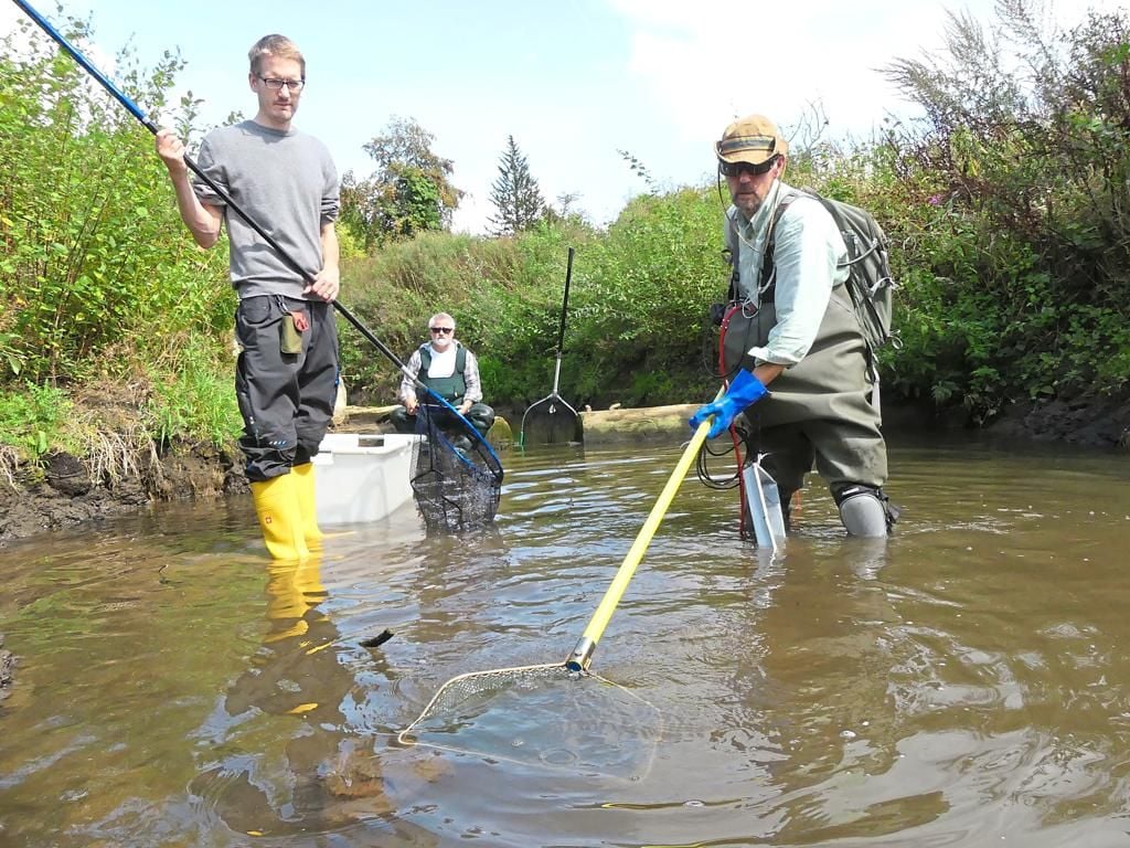 Vechte-Fische unter Strom