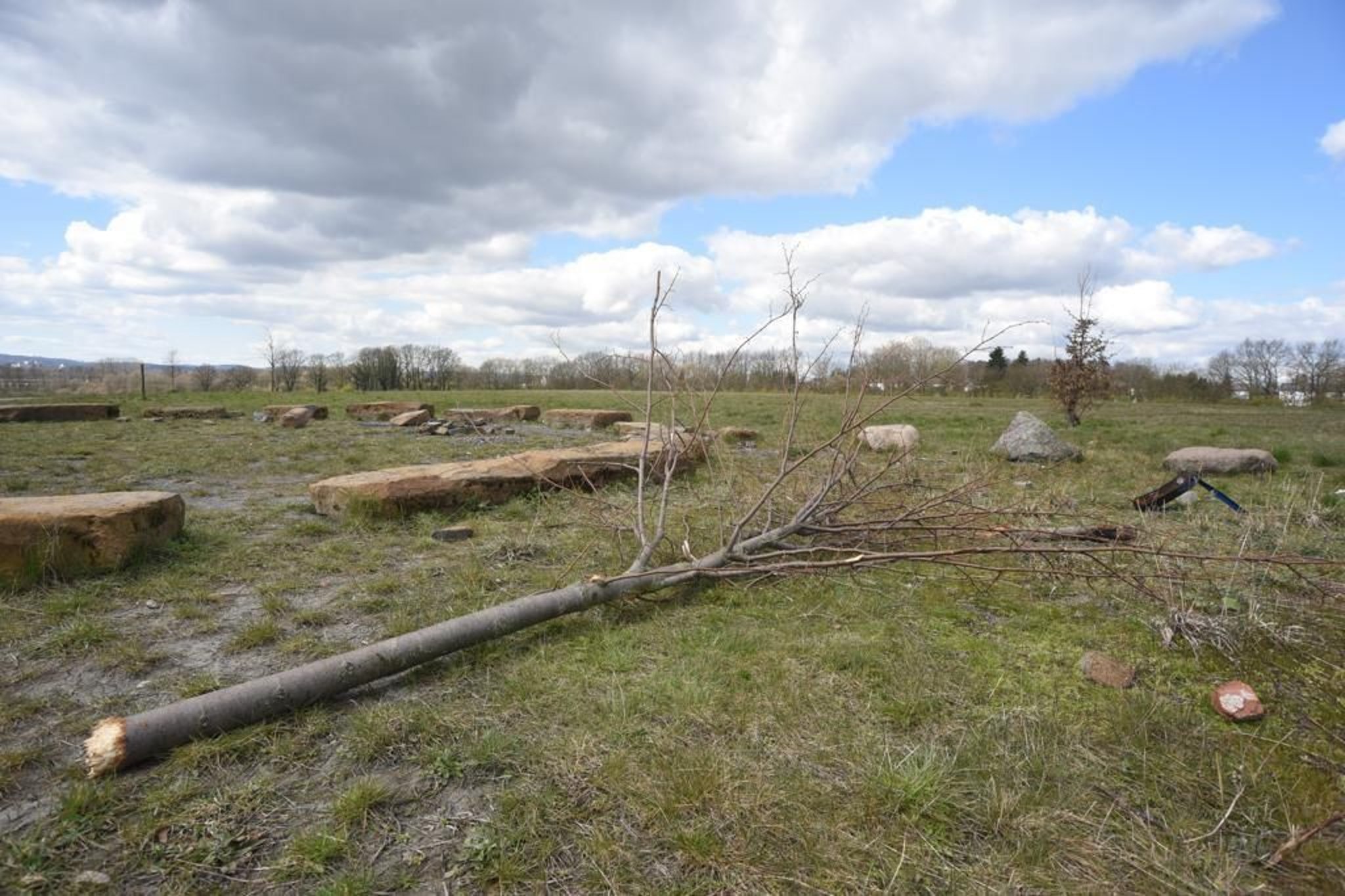 Bäume im Naturschutzareal abgehackt
