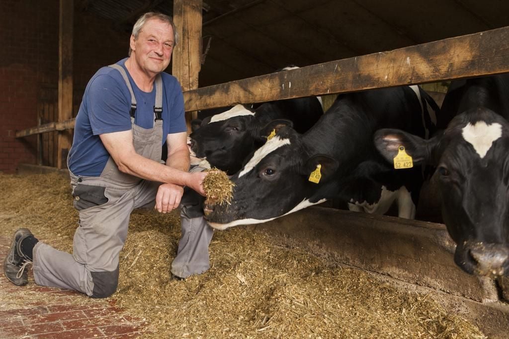 Kühe laufen auf Reserve
