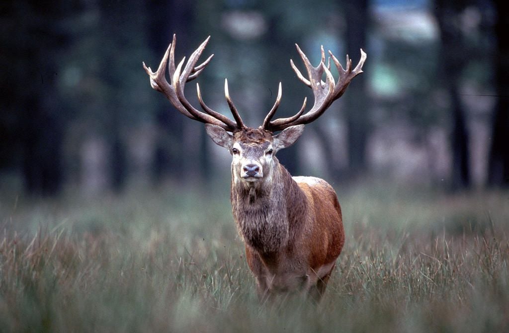 Hirsch-Ausflug endet tragisch