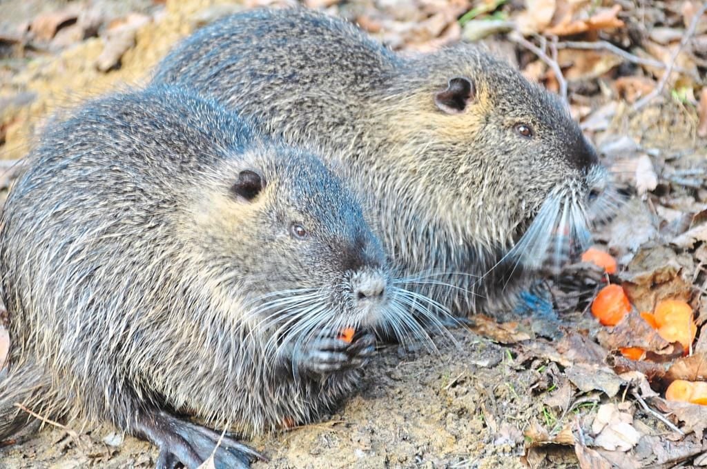 Knuffig und handzahm