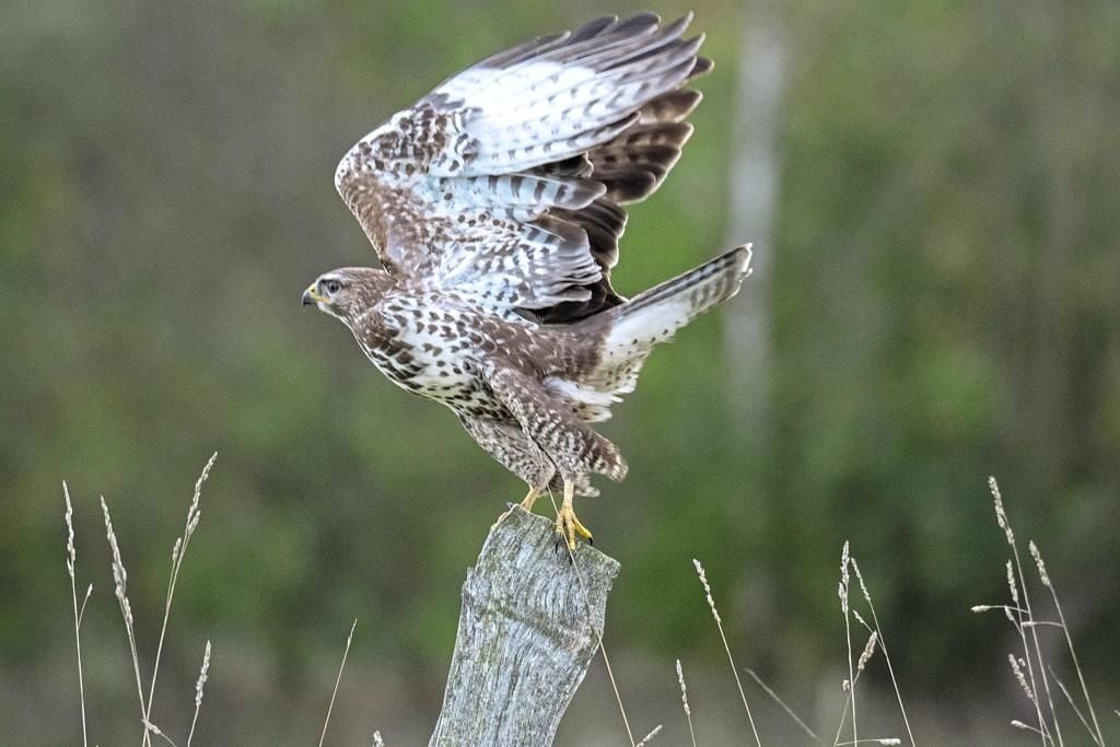 Naturfotograf Jaroslaw Mackiewicz kam bis ins "Wildlife"-Finale
