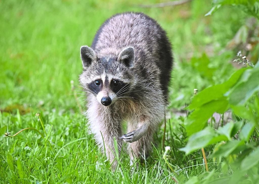 Invasive Arten verdrängen heimische Tiere