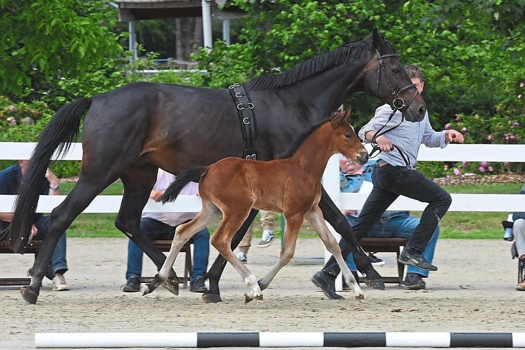 Heimische Züchter mit guten Fohlen