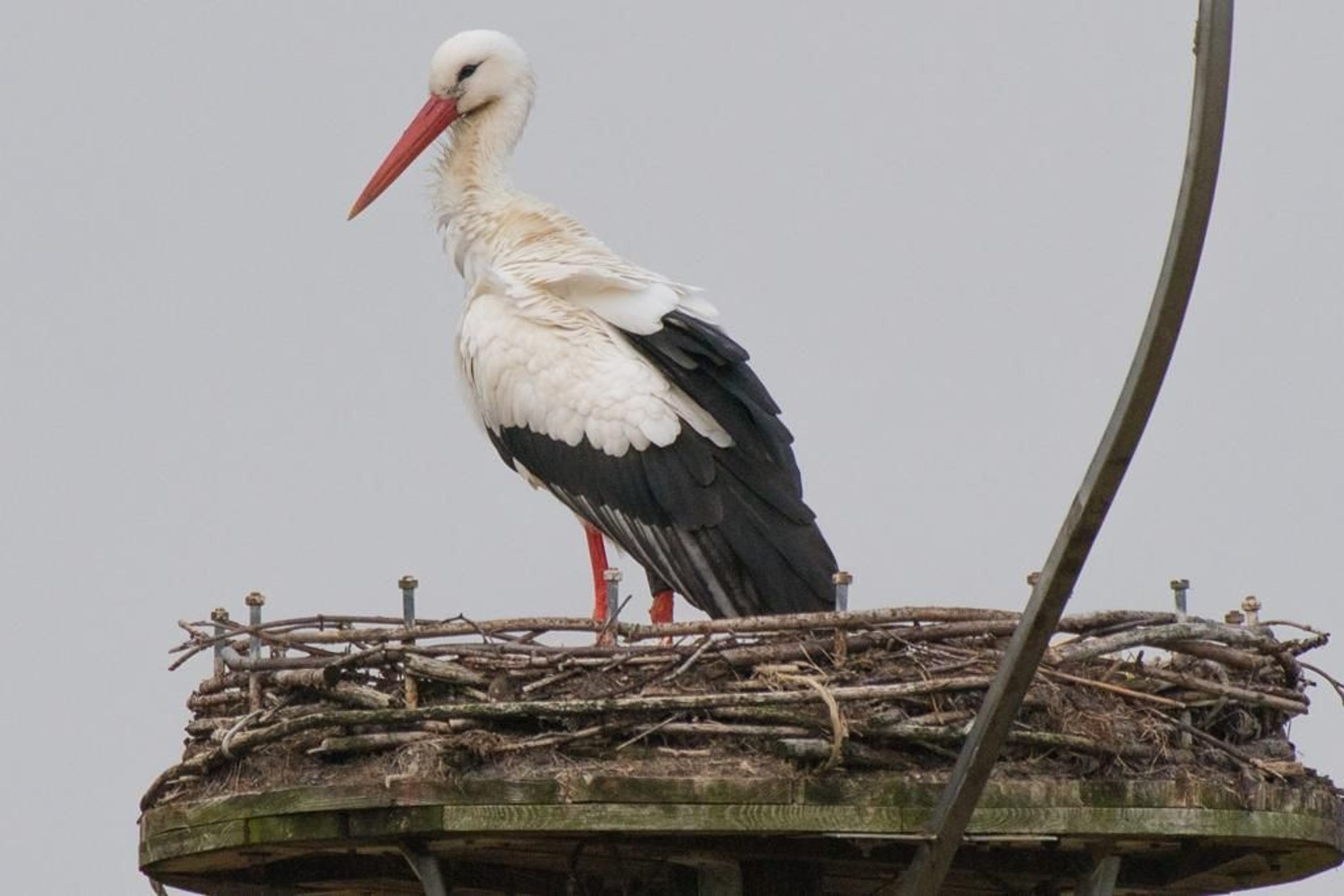 Storch wartet auf sein Weibchen