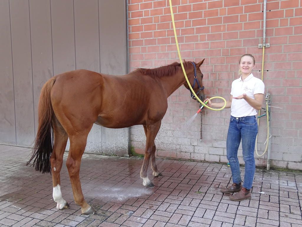 Lilli-Marie Engels: Ein Leben fürs Rennreiten