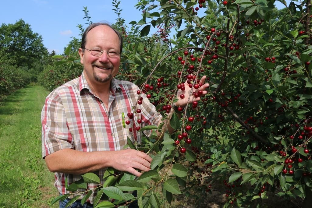 Renaissance der Sauerkirsche