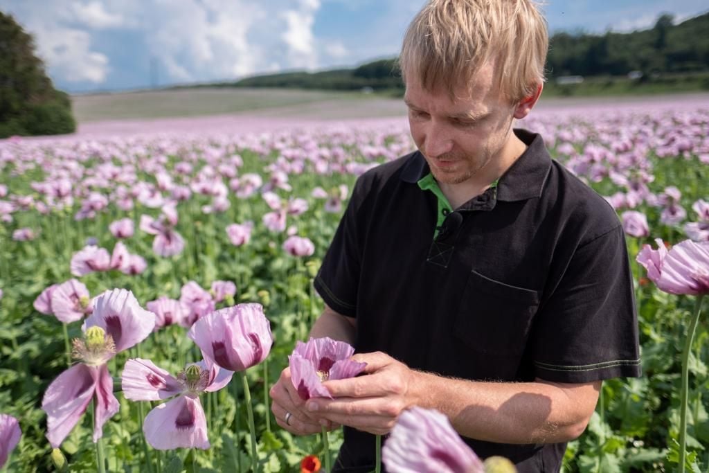 Der Schlafmohn kehrt zurück