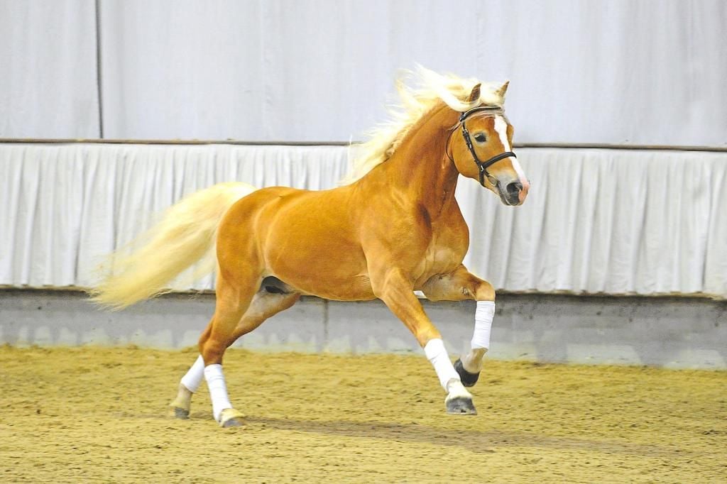 Laufsteg für blonde Pferde
