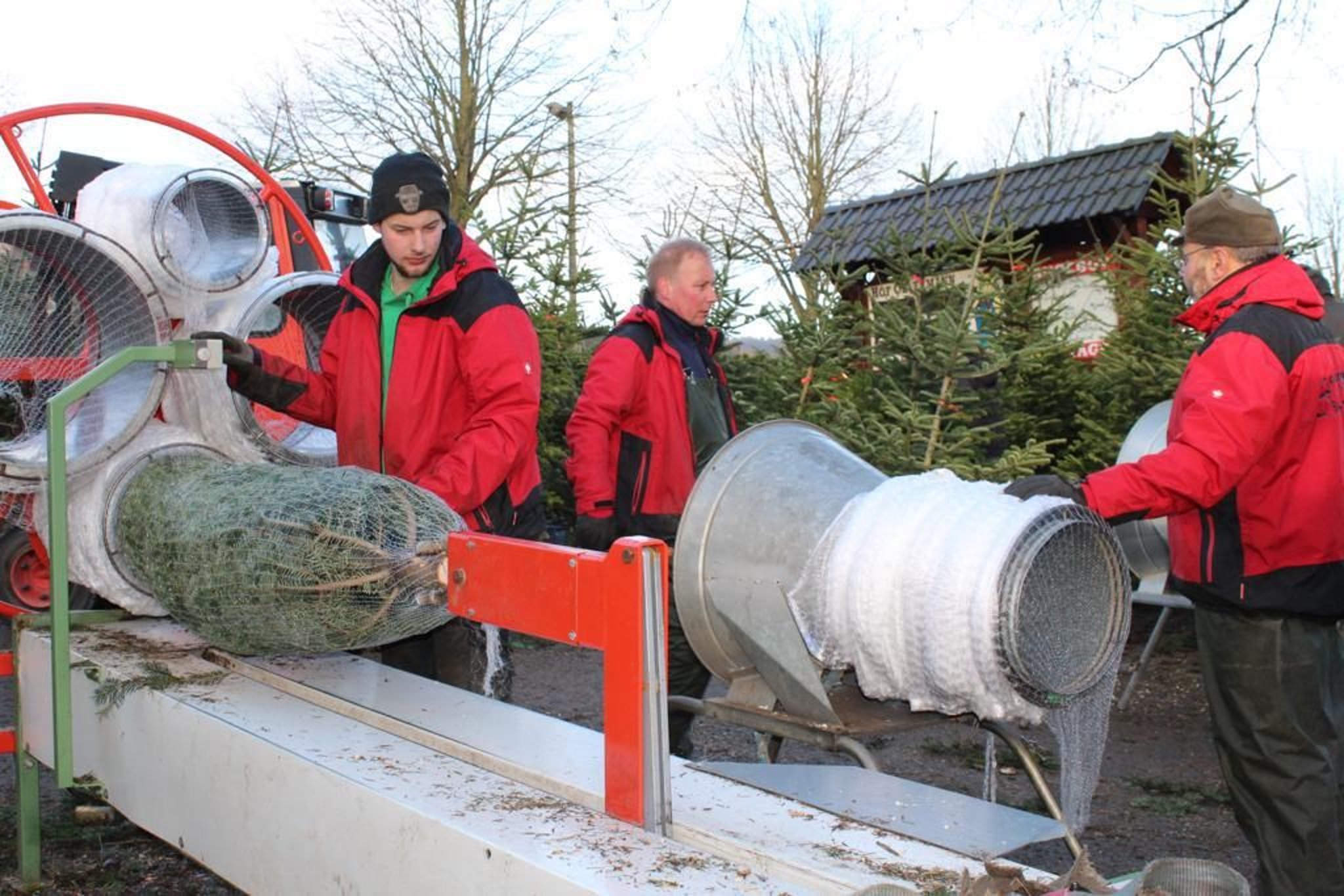 Bäume rasch im Netz