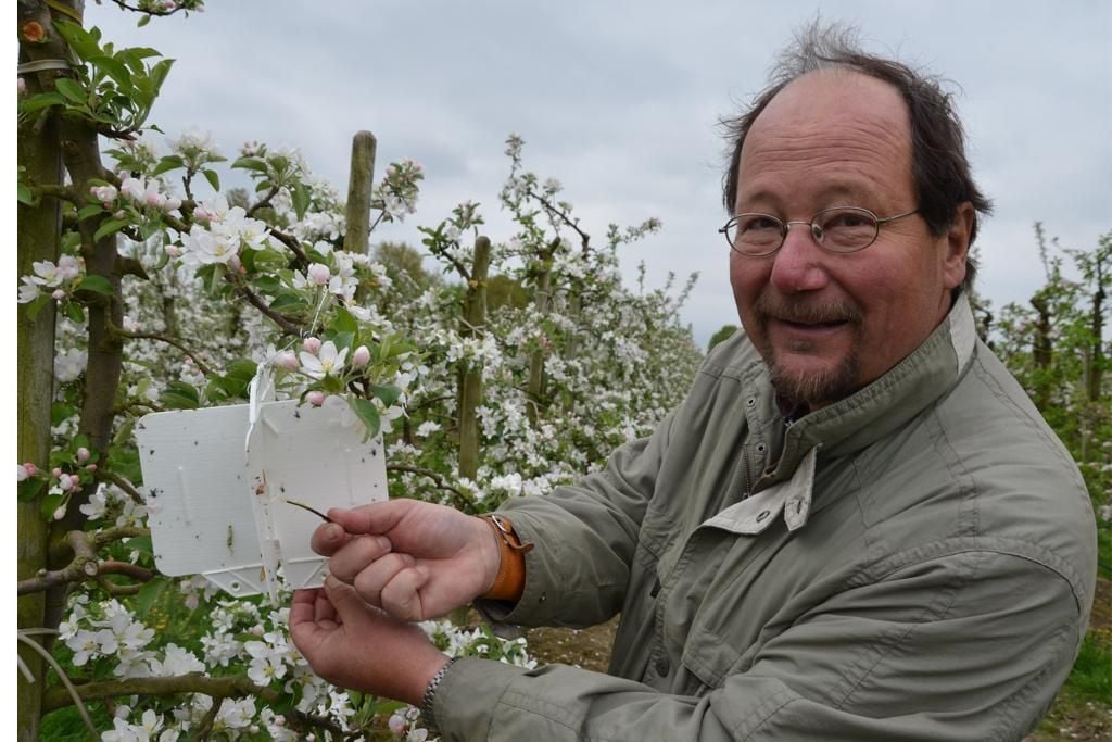 Obsthof steht in voller Apfelblüte