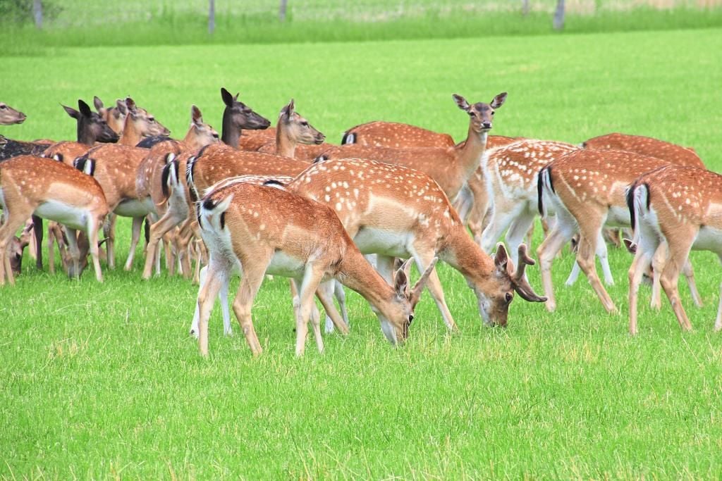 Vor den Toren Wolbecks gibt es ein Gehege für Damwild