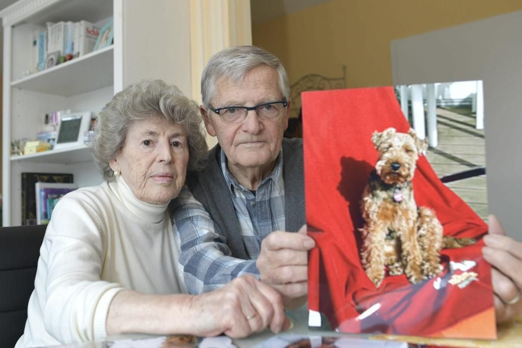 Rattengift tötet Welsh-Terrier