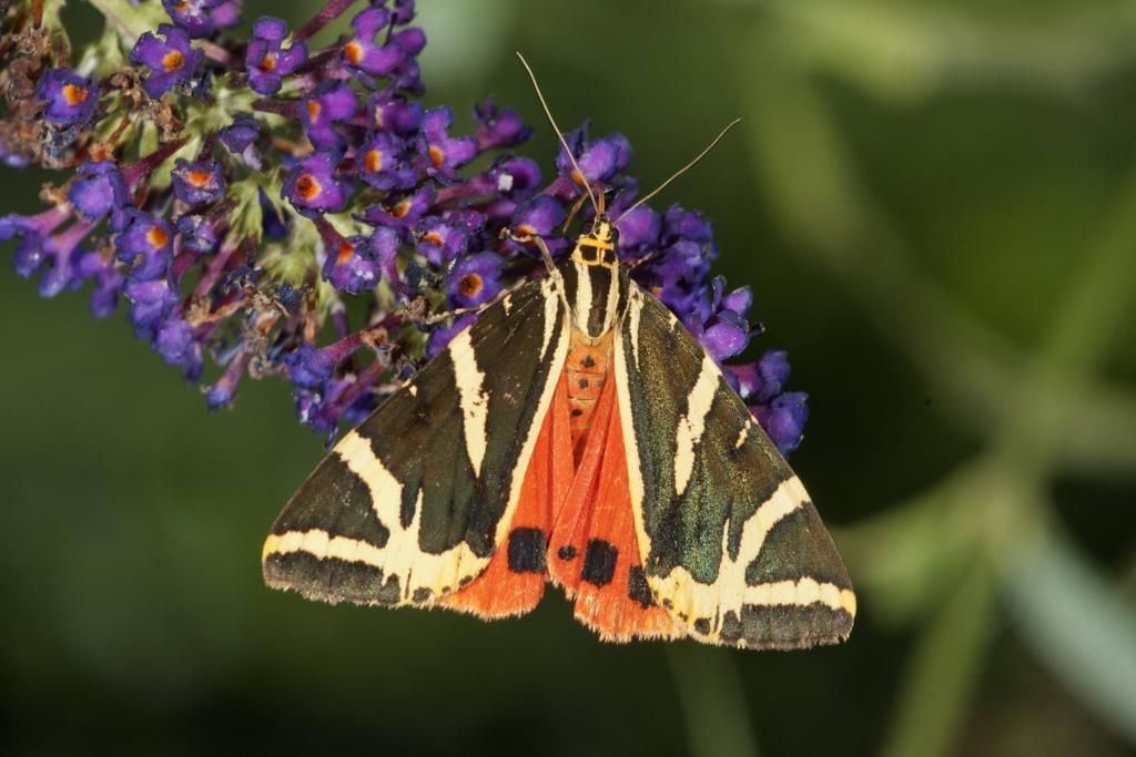 Kleiner Falter mit großer Wirkung