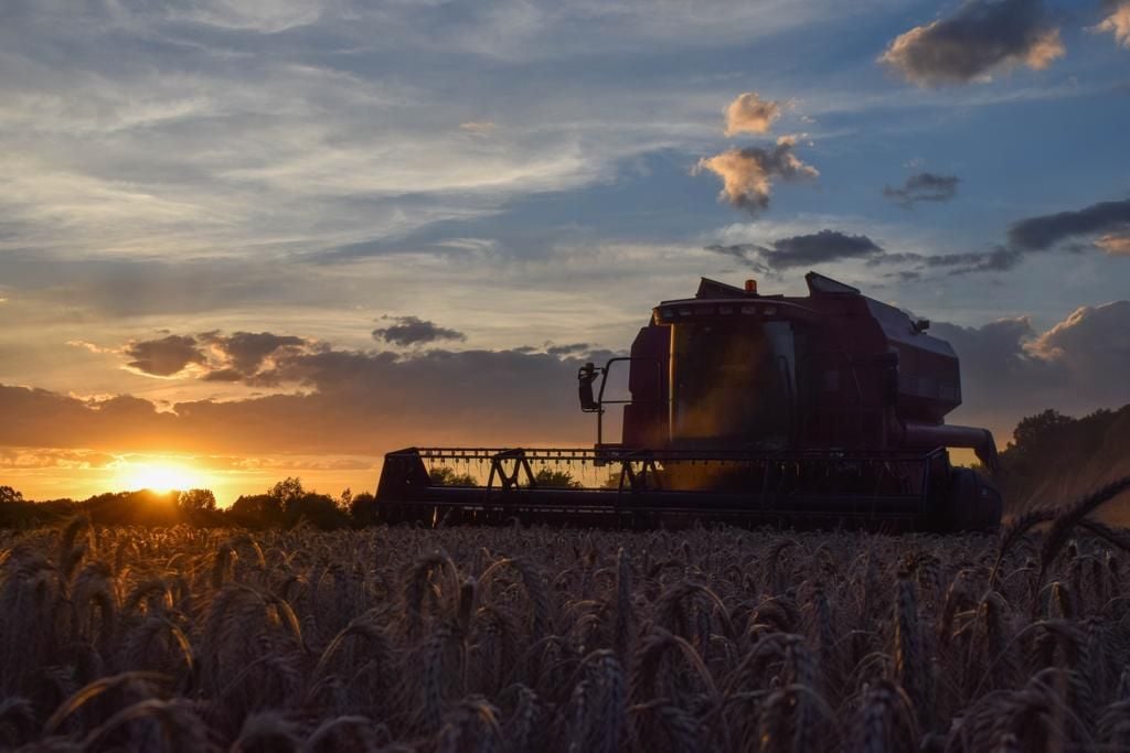Gute Ernte trotz viel Regen