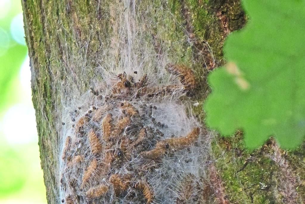 Raupen – nicht nur an „Drei Eichen“