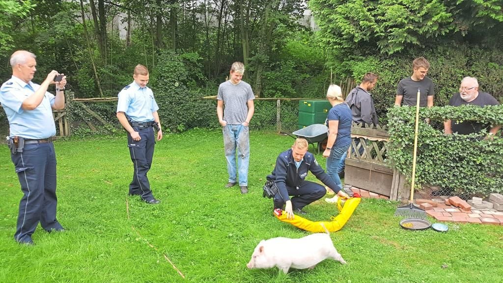 Wem gehört das Schweinchen?