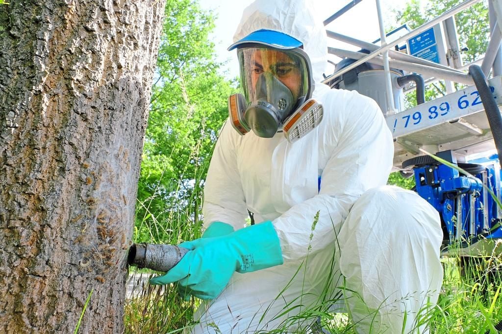Giftige Raupen mit Brenner und Sauger vernichtet