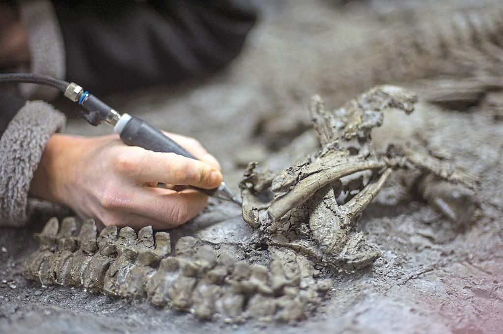 Rekord-Saurier aus Naturkundemuseum nach Entdecker benannt