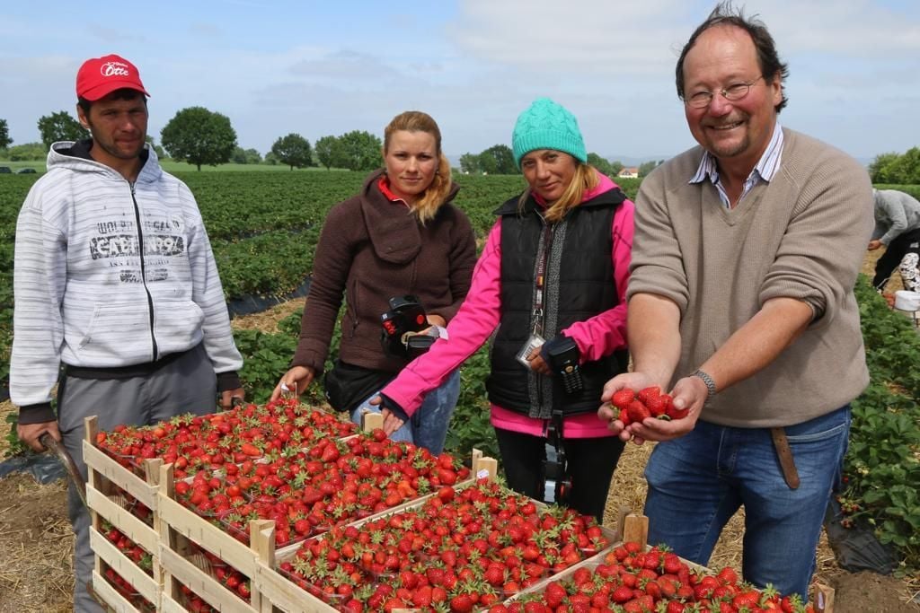 Erntehelfer im Dauerstress