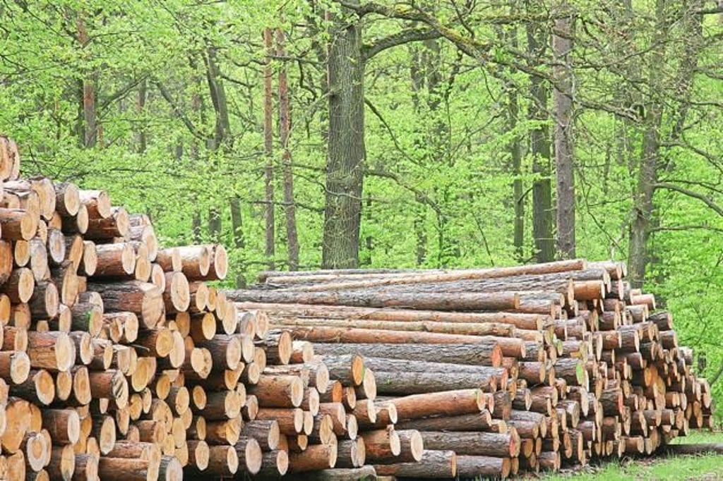 Begehrter Rohstoff: Das Holz wird knapp
