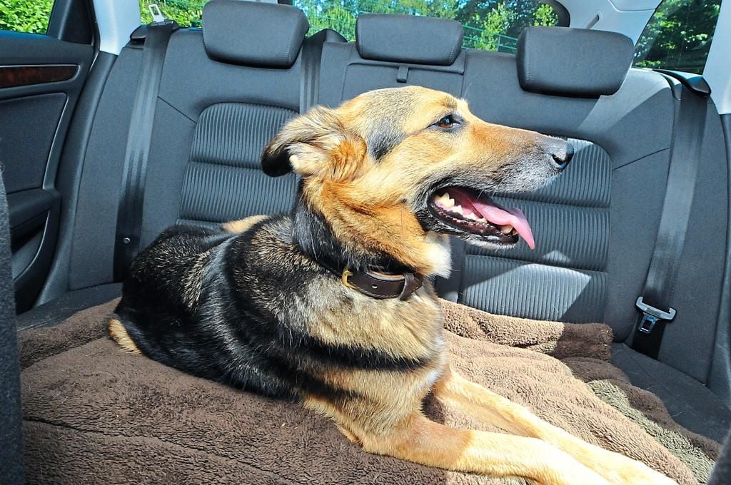 Im überhitzten Auto besteht für Tiere schnell Lebensgefahr