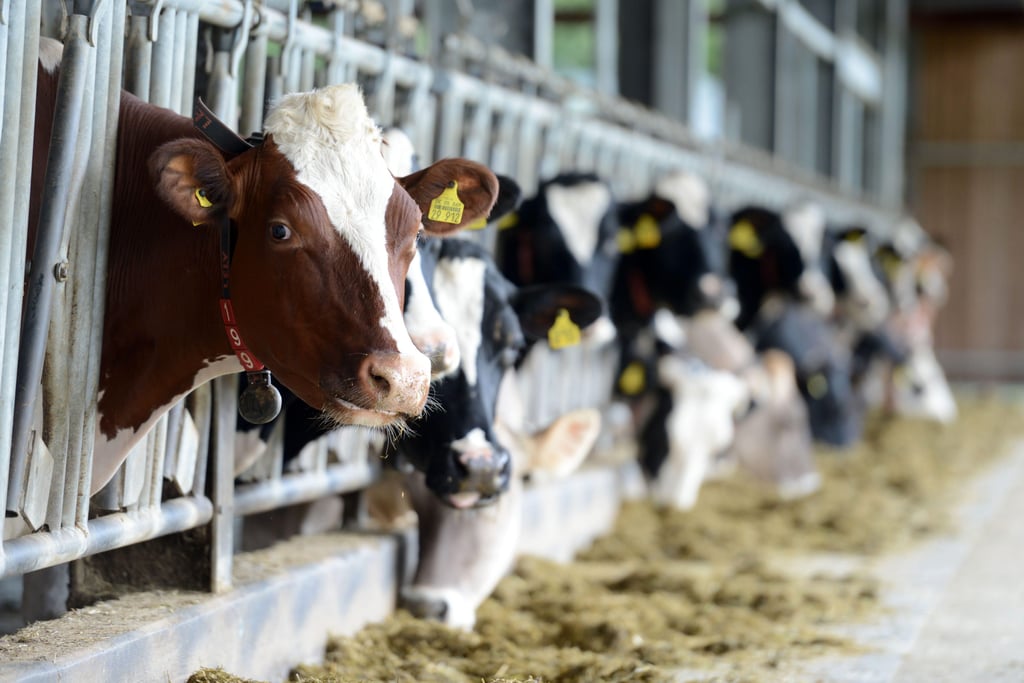 Kraftfutter gibt fünffache Energie