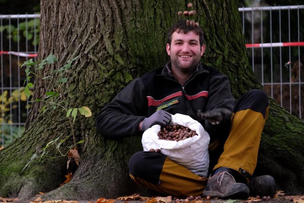 Eicheln sammeln fürs Lutherjahr 2017
