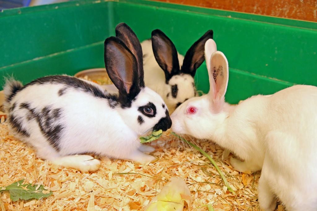 Kaninchen für Kunst genutzt