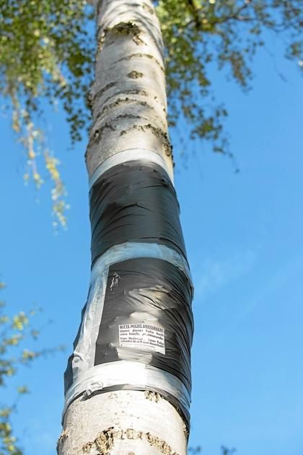 Ein „Pflaster“ für den Baum