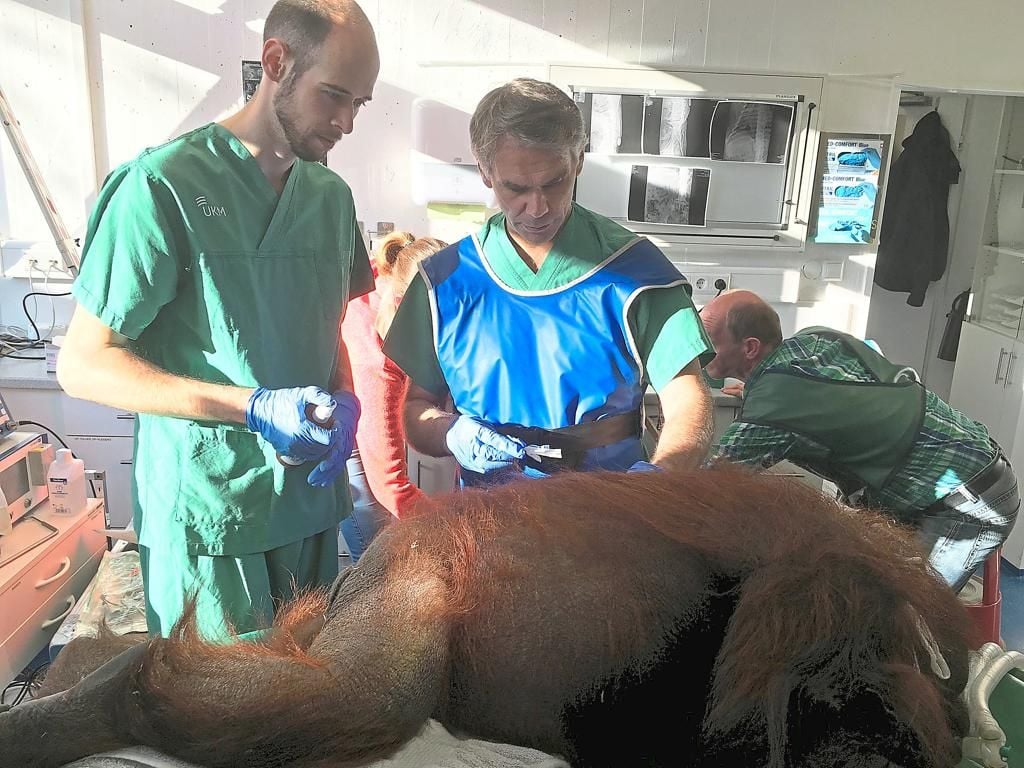 UKM-Mediziner operieren Orang-Utan aus dem Zoo