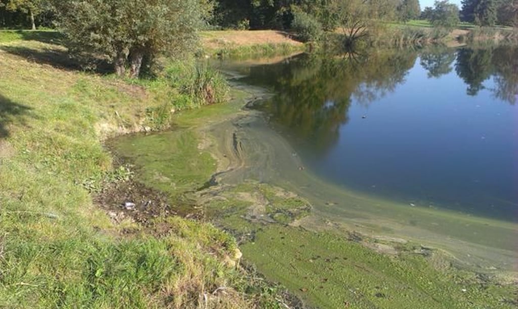Algenteppich am Aasee ist harmlos