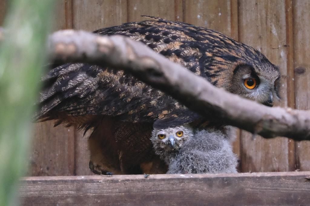 Uhu-Babys im Tierpark